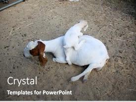 Goats A Mother Goat PPT template 7 | CrystalGraphics