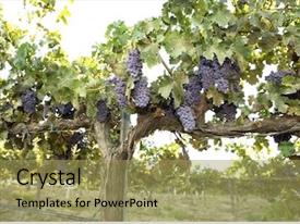 Grapevines With Bunches Of Grapes PPT template 61 | CrystalGraphics