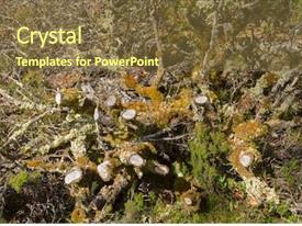 Grayish Different Types Of Leaflike Lichen PPT template 90 ...