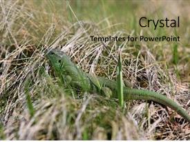 Green Lizard To Hide PPT template 45 | CrystalGraphics