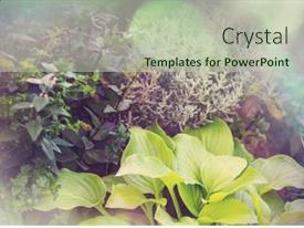Green Spycy Plant In Home PPT template 27 | CrystalGraphics