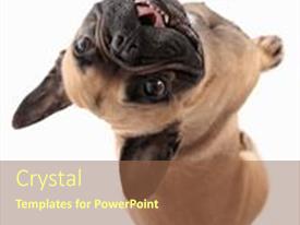 Happy French Bulldog Puppy Sticking PPT template 77 | CrystalGraphics