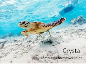 Hawksbill Sea Turtle Swimming PPT template 79 | CrystalGraphics