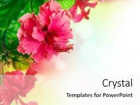 Premium Template for PowerPoint & Google Slides (ihhijiloi)