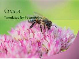 Honey Bees Collect Pollen PPT template 20 | CrystalGraphics