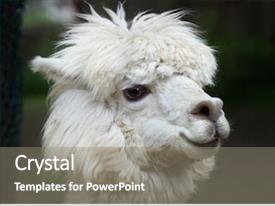 Hoof Llama Lama Glama Domestic Animal PPT template 74 | CrystalGraphics