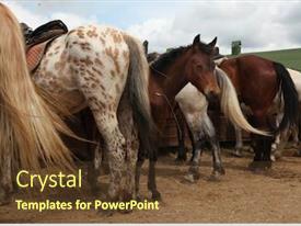 Horse Farm In Mozhaysk Near PPT template 49 | CrystalGraphics