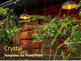 House Plants Near Brick Wall PPT template 47 | CrystalGraphics