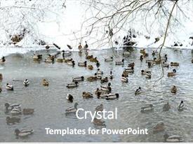 Ice Bath Ducks In The Winter Pond PPT template 71 | CrystalGraphics