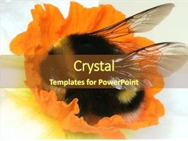 Insect Systems Close Up Of A Bumble PPT template 32 | CrystalGraphics