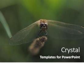 Insect World PPT template 97 | CrystalGraphics