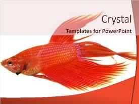 Betta Fish Figth Siamese PPT template 14 | CrystalGraphics