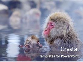 Japanese Snow Monkeys Macaques PPT template 1 | CrystalGraphics