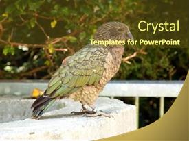 Kea Parrot Bird New Zealand PPT template 81 | CrystalGraphics