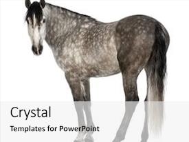 Known As The Pure Spanish PPT template 62 | CrystalGraphics
