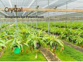Known As Tropical Pitcher Plants PPT template 93 | CrystalGraphics