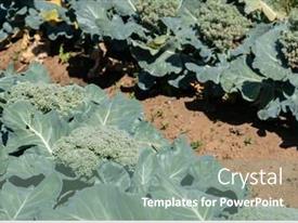 Landscape Of Green Cabbage Farm PPT template 21 | CrystalGraphics