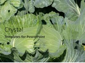 Landscape Of Green Cabbage Farm PPT template 73 | CrystalGraphics