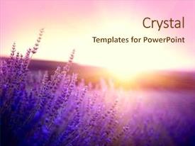 Lavender Flowers Growing Lavender Sway PPT template 91 | CrystalGraphics
