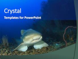 Leopard Shark PPT template 96 | CrystalGraphics