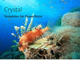 Lionfish On A Coral Reef PPT template 35 | CrystalGraphics