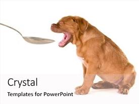 Liquid Medication Puppy With Spoon Isolated PPT template 52 ...