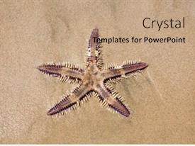 Live Sea Star PPT template 89 | CrystalGraphics