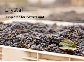 Lush Harvested Red Wine Grapes PPT template 87 | CrystalGraphics
