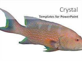 Lyretail Grouper Fish Isolated PPT template 8 | CrystalGraphics