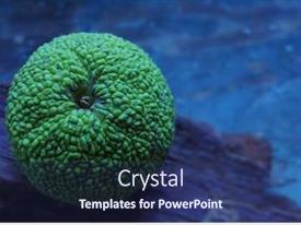 Maclura Pomifera Tree Fruits PPT template 6 | CrystalGraphics