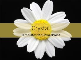 Macro Close Up PPT template 17 | CrystalGraphics