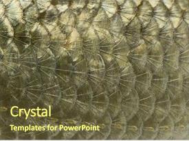Macro Of A Common Roach PPT template 60 | CrystalGraphics