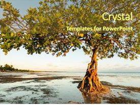 Mangroves Lonely Mangrove Tree In Florida PPT template 65 | CrystalGraphics