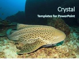 Marine Animals Leopard Shark Also Known PPT template 89 | CrystalGraphics