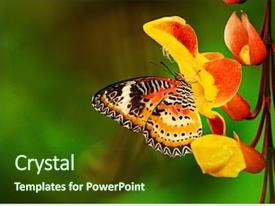 Milkweed Monarch Butterfly Danaus Plexippus PPT template 30 ...