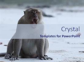 Monkey Sitting On A Sand PPT template 75 | CrystalGraphics