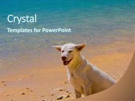 My Friend Cute Pet PPT template 55 | CrystalGraphics