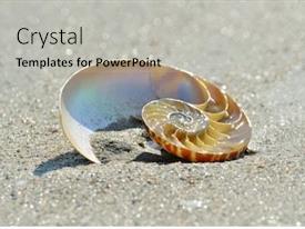 Nautilus Shell On Wet Sand PPT template 21 | CrystalGraphics