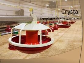 New Automated Integrated Poultry Farm PPT template 51 | CrystalGraphics