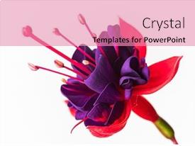 Nice Fresh Flower PPT template 95 | CrystalGraphics