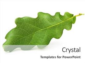 Oak Tree Leaves Isolated PPT template 1 | CrystalGraphics