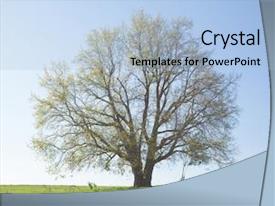 Oak Tree On The Green PPT template 74 | CrystalGraphics
