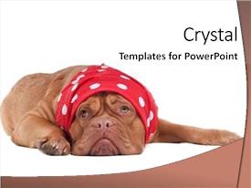 One Clever Creature Dogue De Bordeaux With Fancy PPT template 61 ...