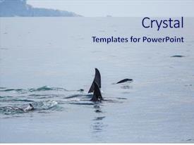 Orca Killer Whale In Alaska PPT template 15 | CrystalGraphics