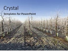 Orchard Entrance In The Winter PPT template 25 | CrystalGraphics