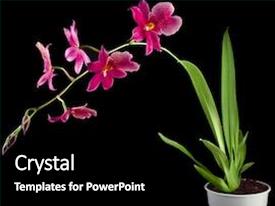 Orchid Burrageara Cambria Plant PPT template 98 | CrystalGraphics