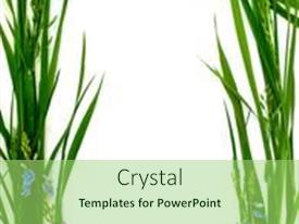 Original Grass Frame With Flowers PPT template 33 | CrystalGraphics