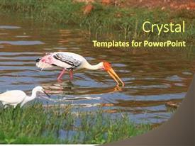 Painted Stork Bird PPT template 68 | CrystalGraphics