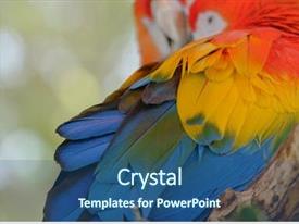 Pair Of Macaw PPT template 5 | CrystalGraphics