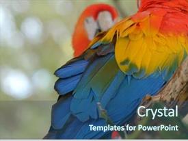 Pair Of Macaw PPT template 8 | CrystalGraphics